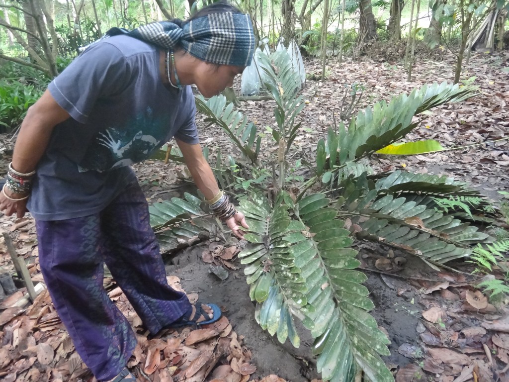 The Forest With Plants From The Time of Dinosaurs | Traveling Light