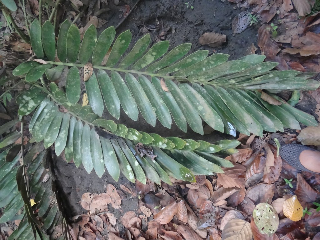 The Forest With Plants From The Time of Dinosaurs | Traveling Light