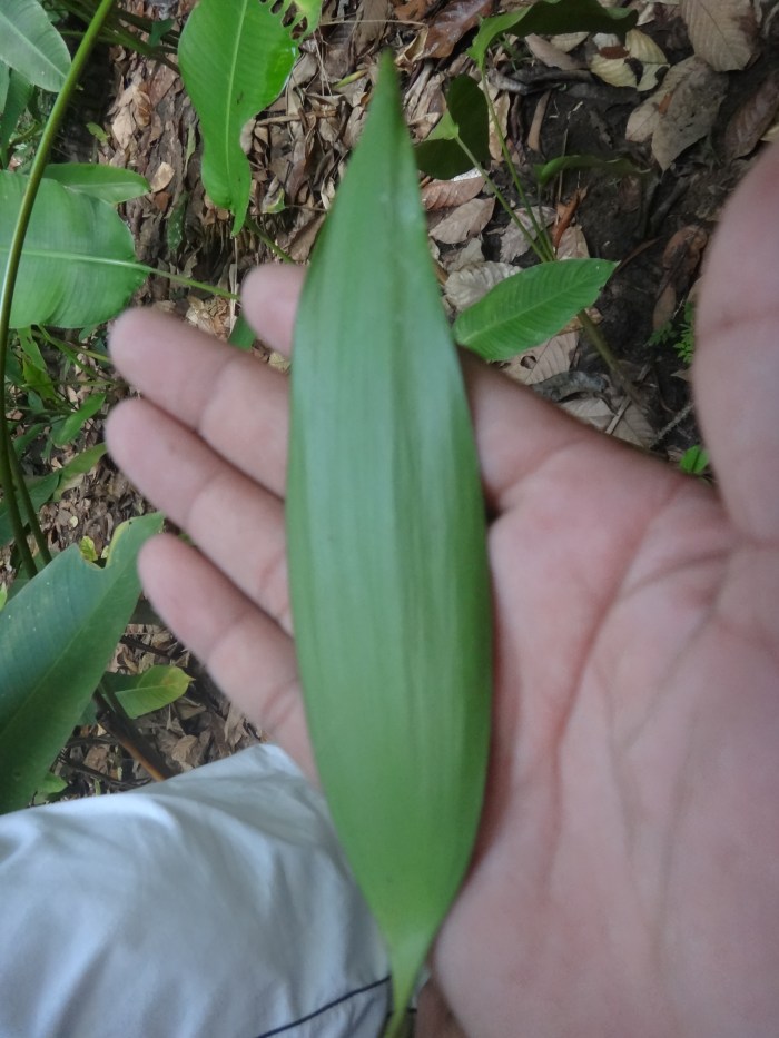 The Forest With Plants From The Time of Dinosaurs | Traveling Light