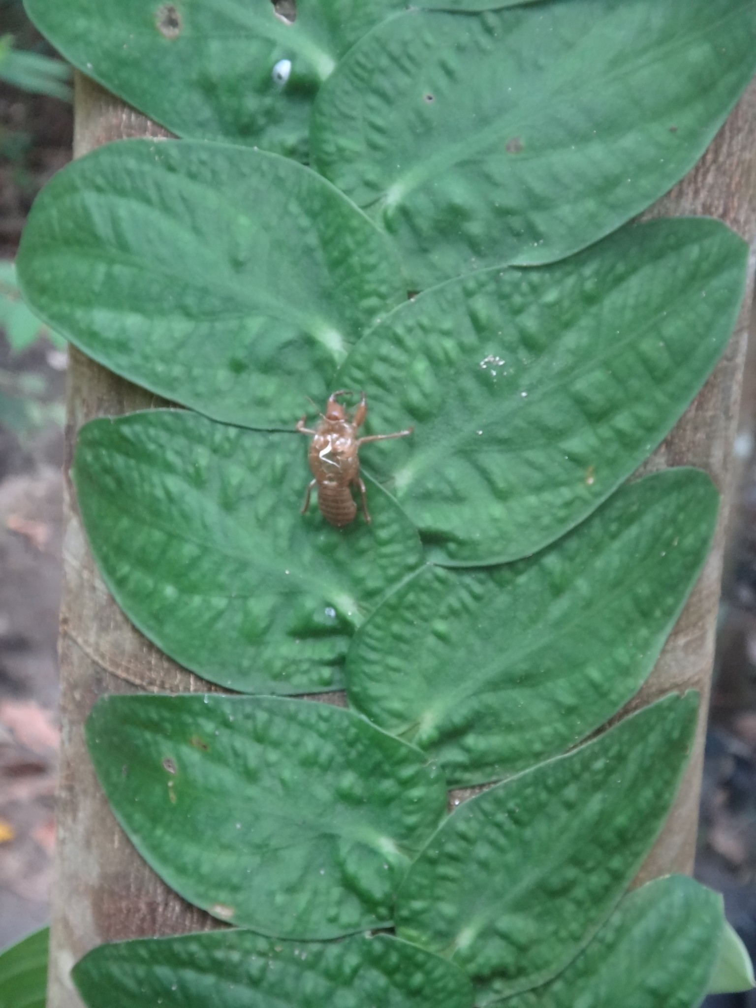 The Forest With Plants From The Time of Dinosaurs | Traveling Light