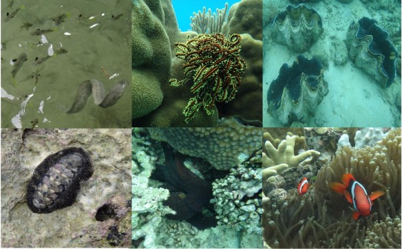 8 Reasons to Fall In Love With Danjugan Island | Traveling Light