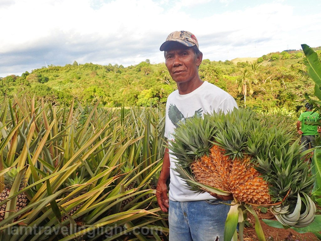 Pineapples, Hills, and Windmills in Beautiful Pililla, Rizal + How to ...