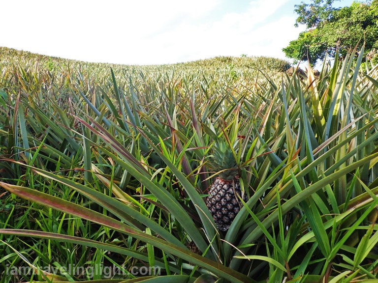 Pineapples, Hills, and Windmills in Beautiful Pililla, Rizal + How to ...