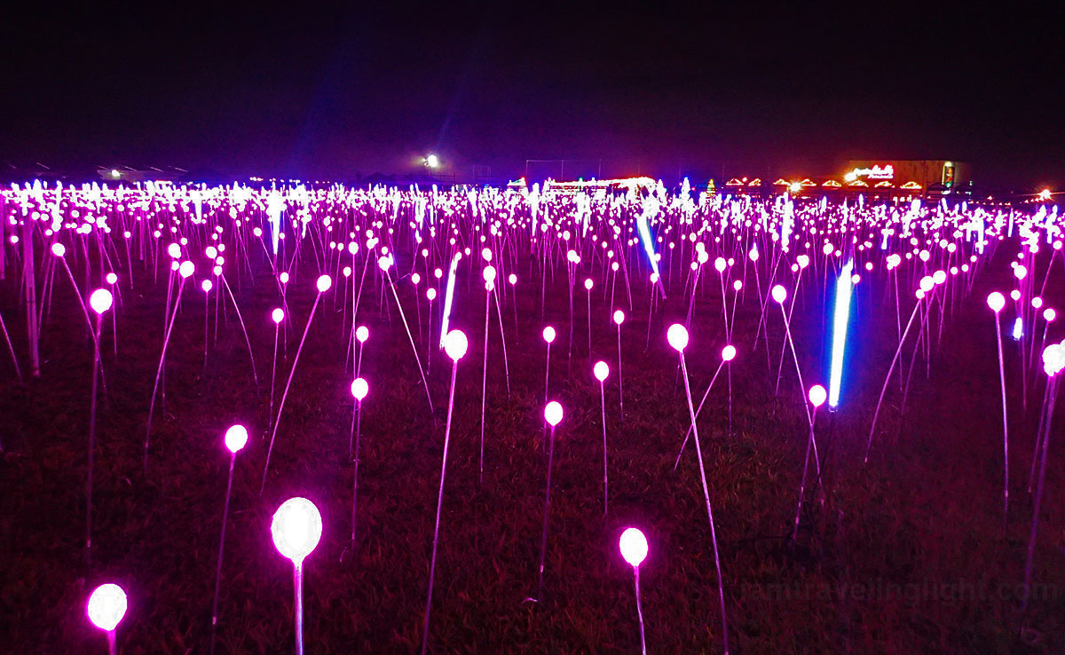 IN PHOTOS & VIDEOS: Christmas magic at the Magical Field of Lights in ...