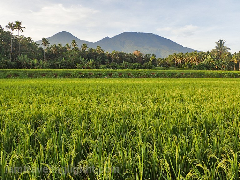 Nature and Farm Experience, Delicious Organic Food, and Other Reasons ...