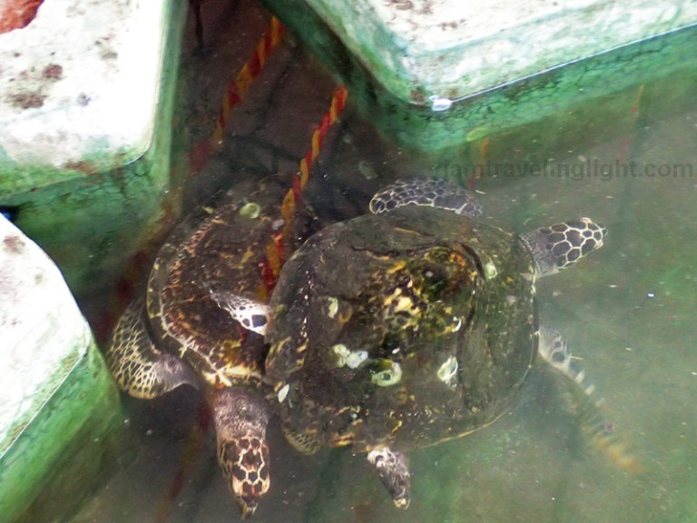 An act of faith: Releasing baby turtles at Pawikan Conservation Center ...