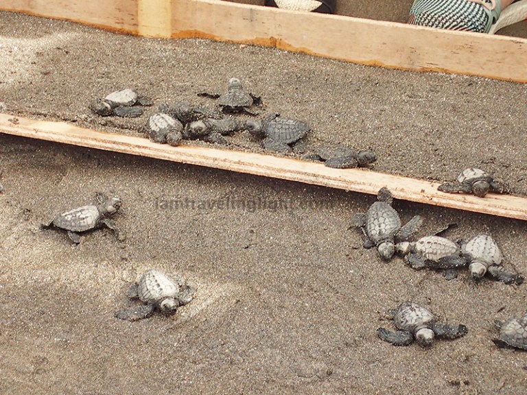 An act of faith: Releasing baby turtles at Pawikan Conservation Center ...
