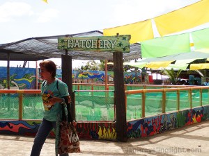 An act of faith: Releasing baby turtles at Pawikan Conservation Center ...