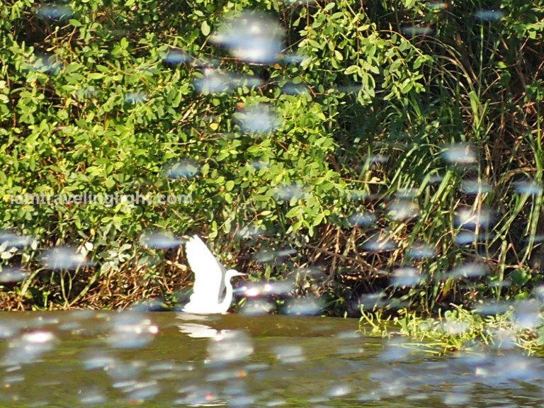 Beautiful migratory birds and mangroves at Bangkung Malapad in Sasmuan ...