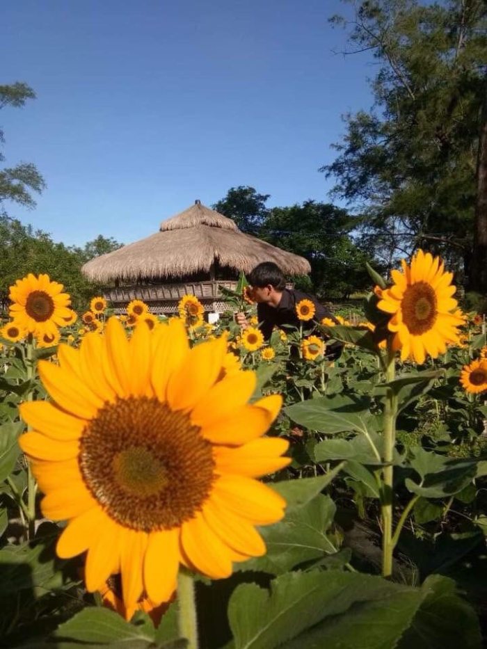 15,000 sunflowers, flower mandalas and more at Mariano’s Blooming Agri ...