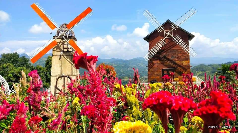 Sirao Flower Garden: A Color Burst of Blooms in Cebu’s Little Amsterdam ...