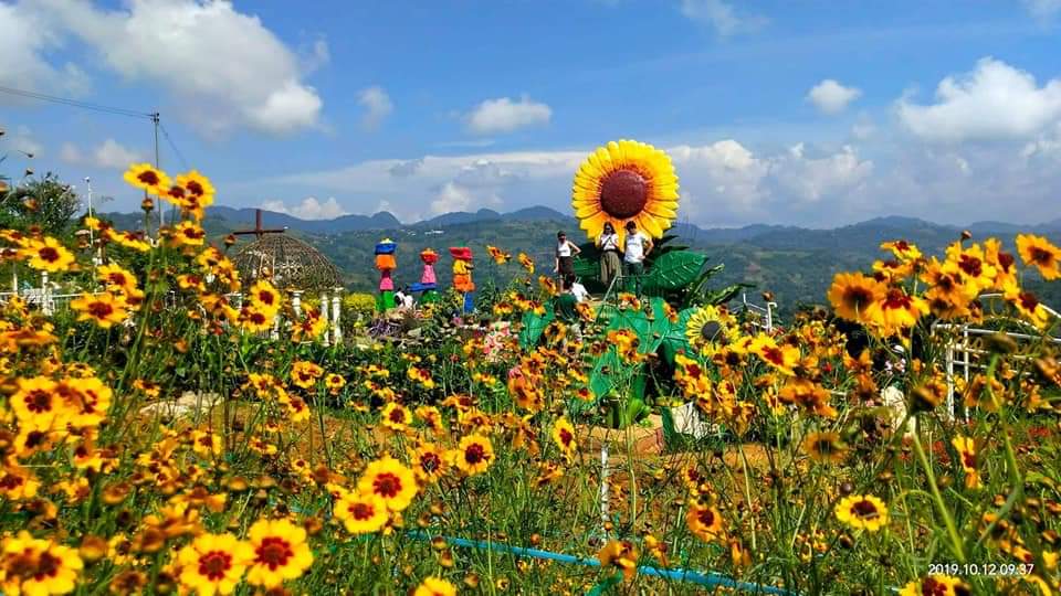 Sirao Flower Garden: A Color Burst of Blooms in Cebu’s Little Amsterdam ...