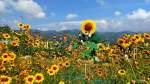 Sirao Flower Garden: A Color Burst of Blooms in Cebu’s Little Amsterdam ...