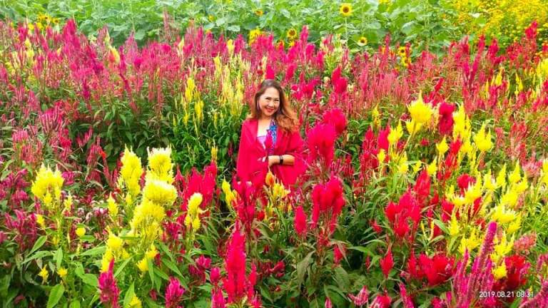 Sirao Flower Garden: A Color Burst of Blooms in Cebu’s Little Amsterdam ...