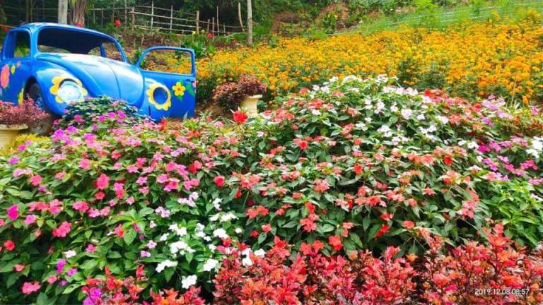 Sirao Flower Garden: A Color Burst of Blooms in Cebu’s Little Amsterdam ...