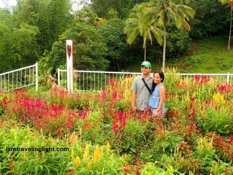Sirao Flower Garden: A Color Burst of Blooms in Cebu’s Little Amsterdam ...