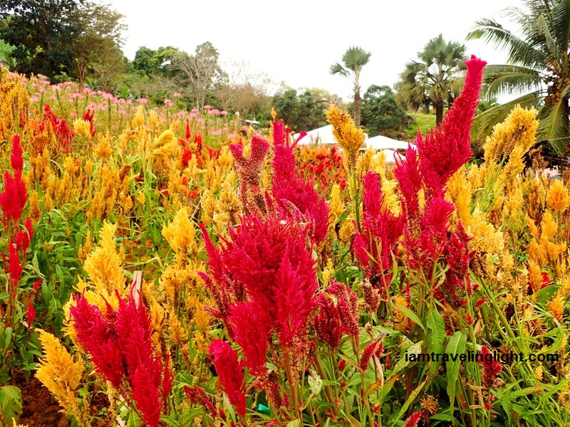 Sirao Flower Garden: A Color Burst of Blooms in Cebu’s Little Amsterdam ...