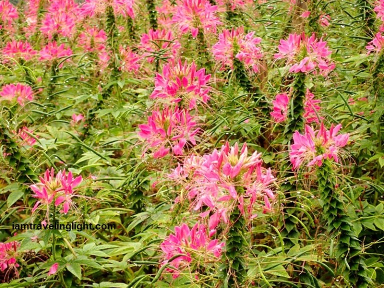 Sirao Flower Garden: A Color Burst of Blooms in Cebu’s Little Amsterdam ...