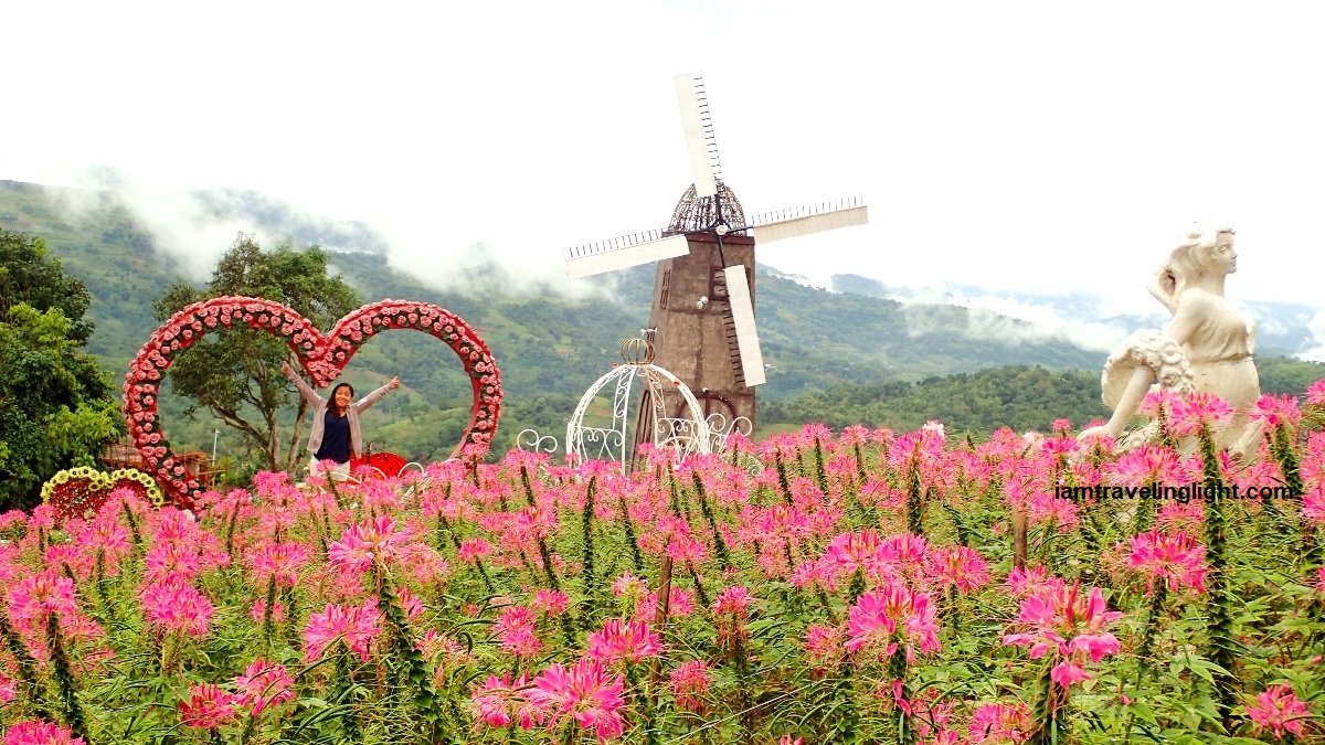Sirao Flower Garden: A Color Burst of Blooms in Cebu’s Little Amsterdam ...